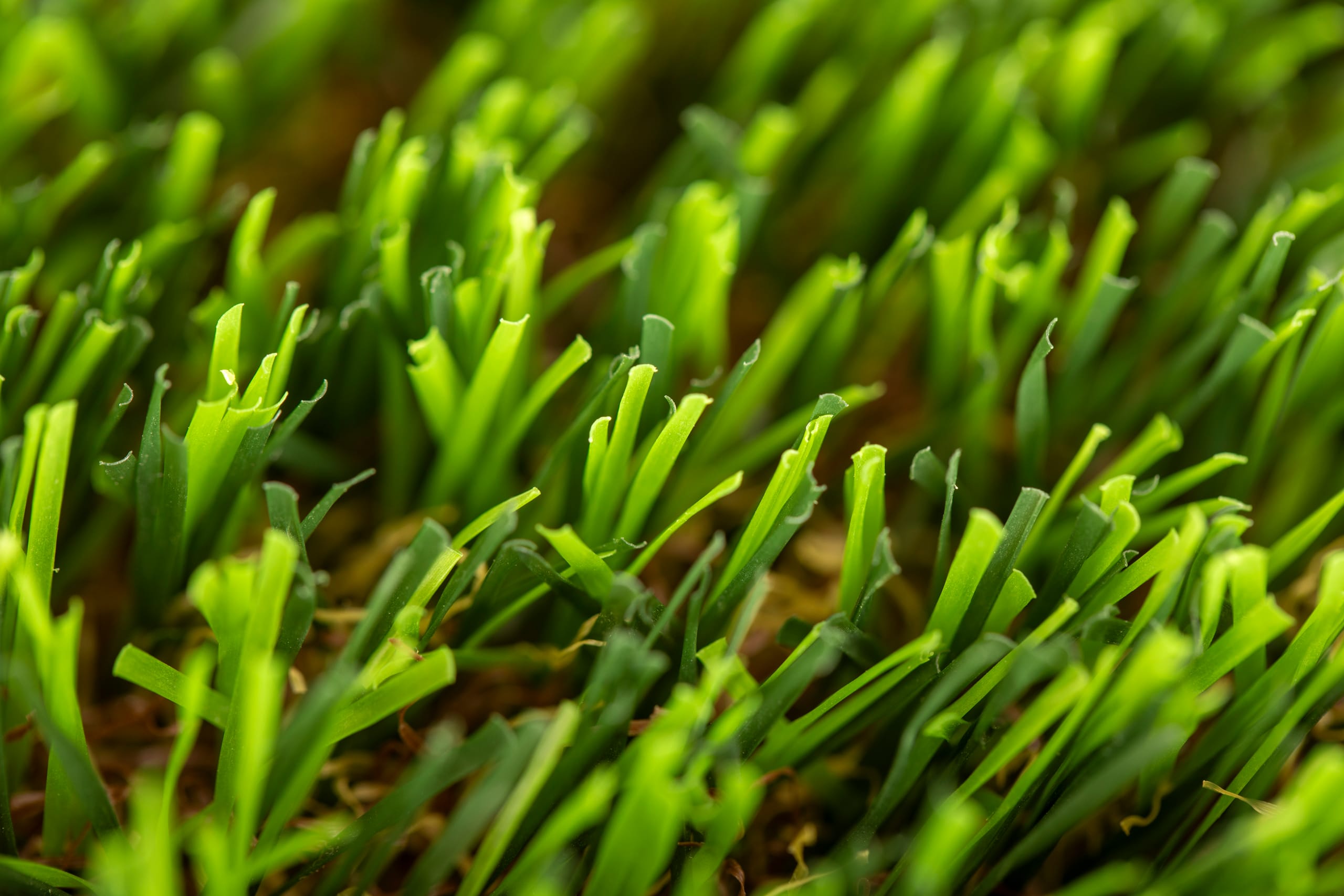 Nuevo césped artificial Vera Prime - Realturf